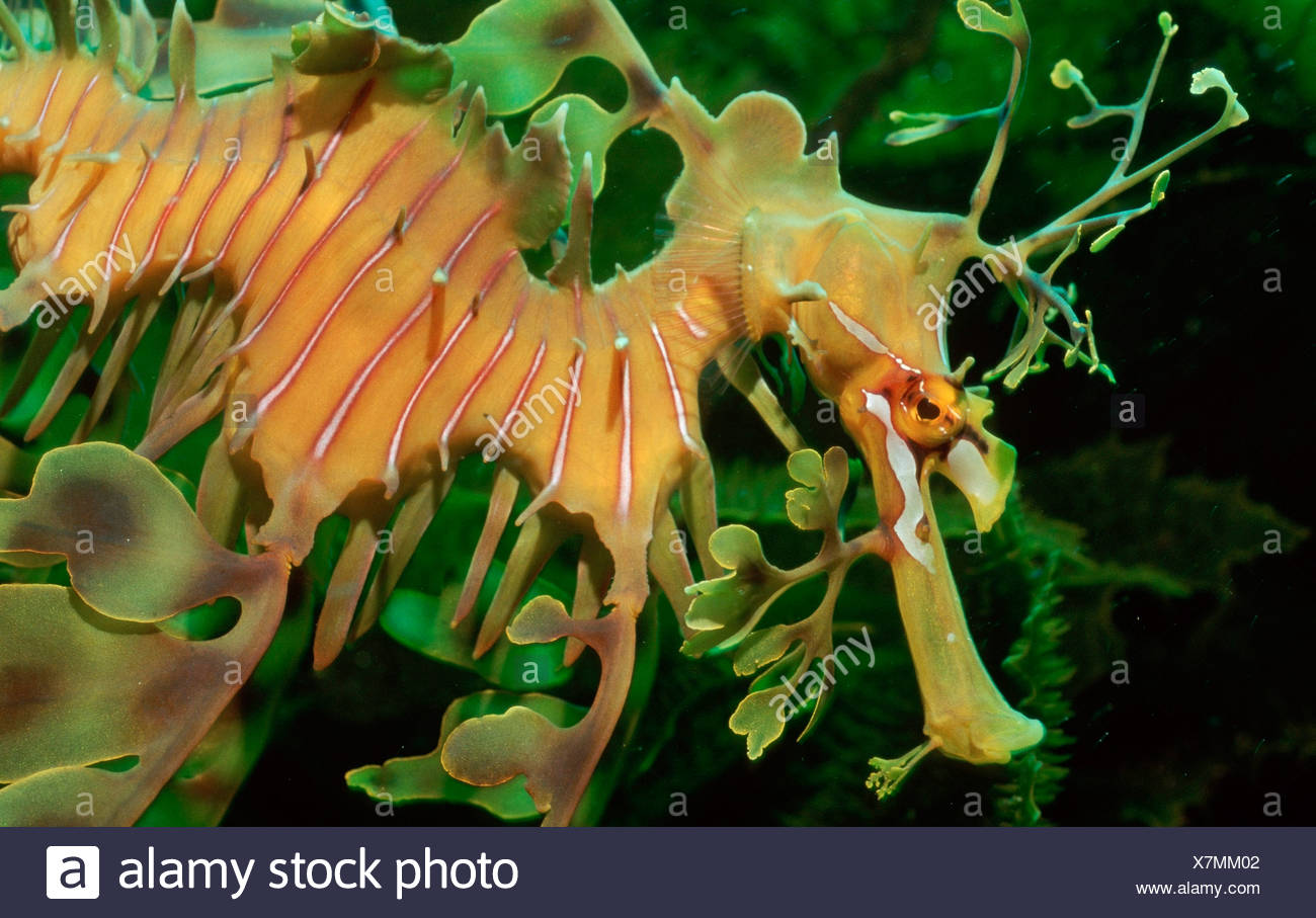 Leafy Sea Dragon High Resolution Stock Photography and Images - Alamy