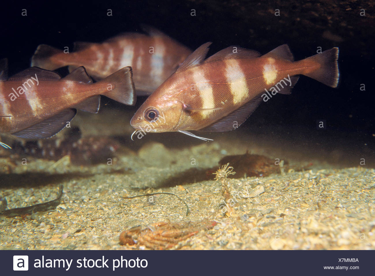 Trisopterus Luscus High Resolution Stock Photography and Images - Alamy