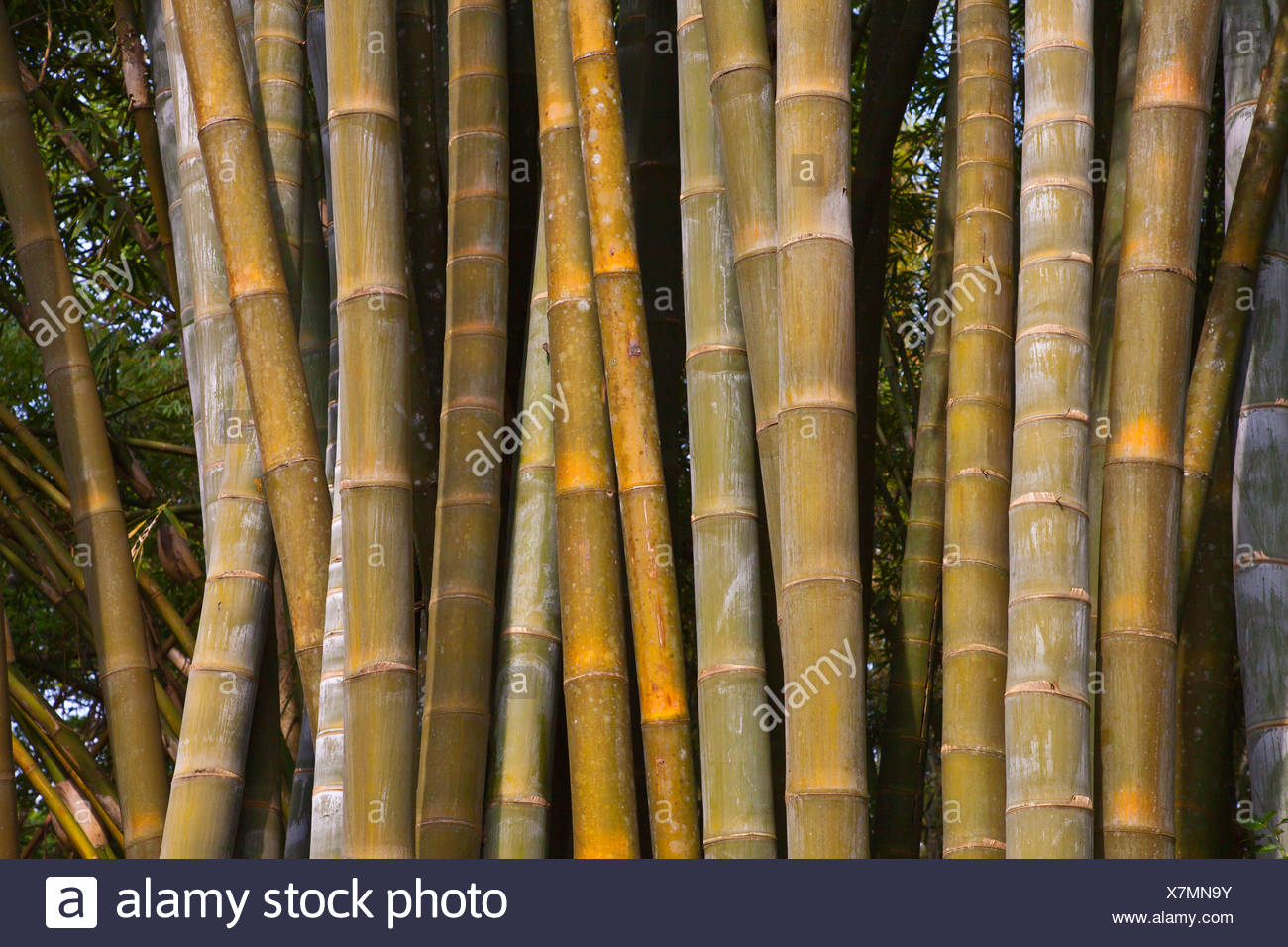Giant Bamboo Dendrocalamus Giganteus High Resolution Stock Photography ...