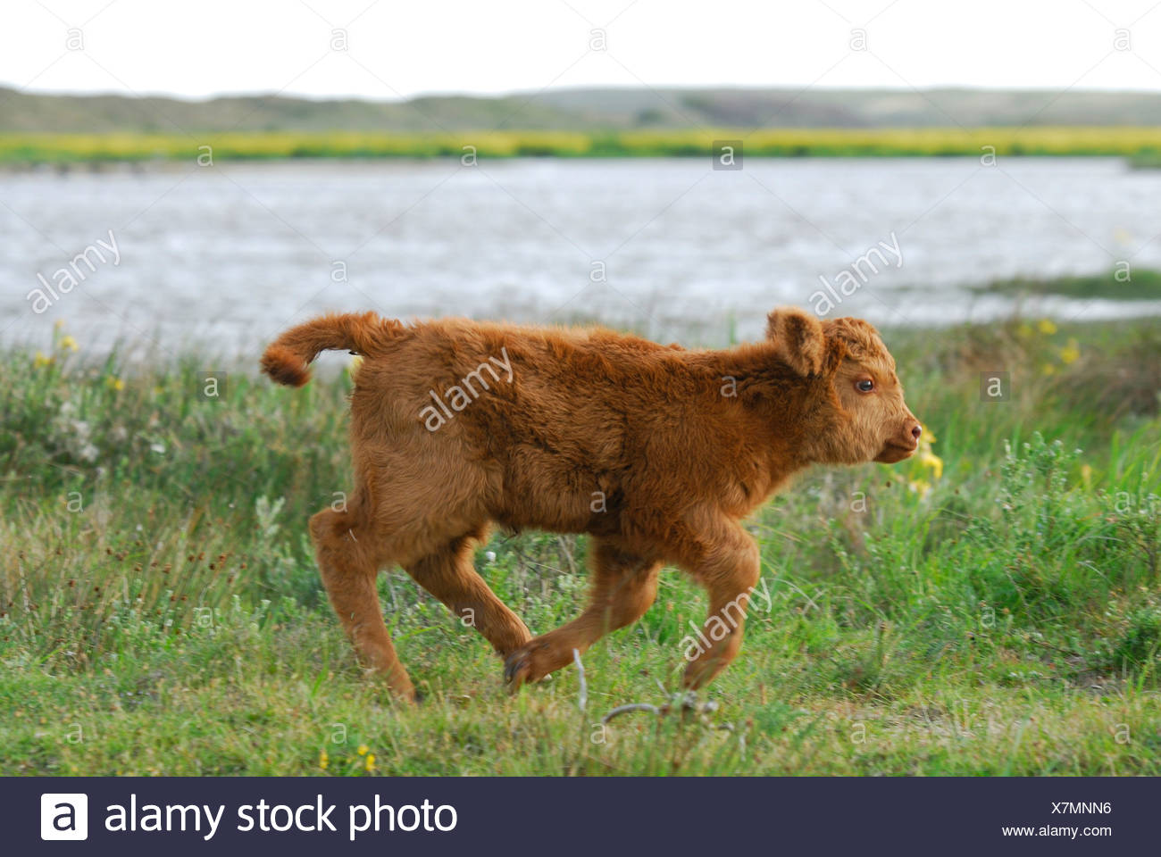 Running Cattle High Resolution Stock Photography and Images - Alamy