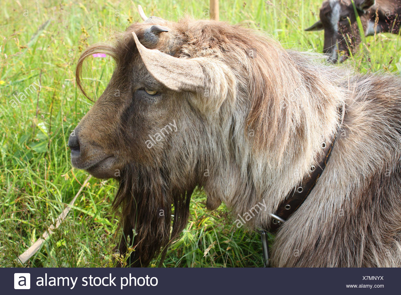 Hornless High Resolution Stock Photography and Images - Alamy