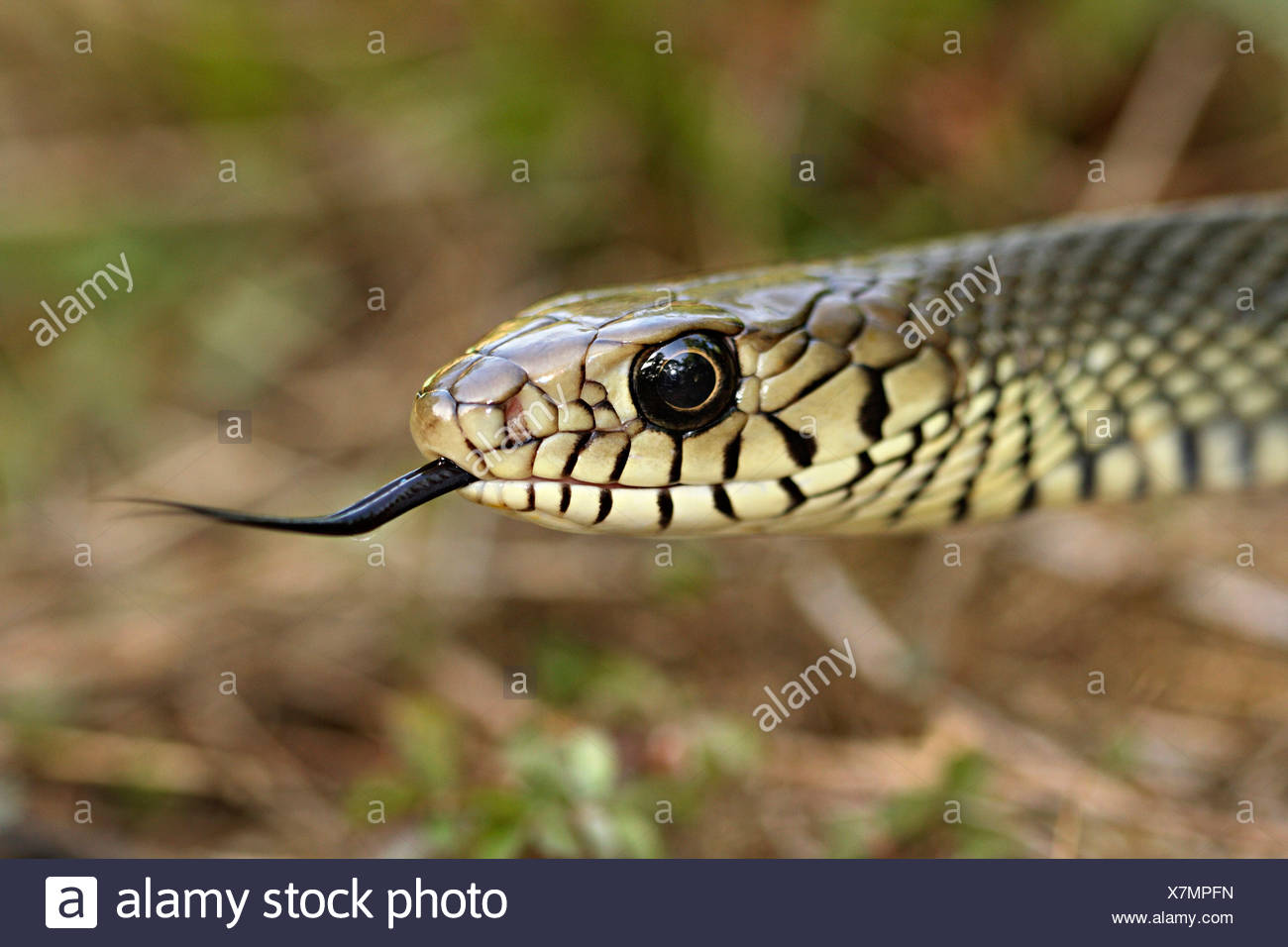 Ptyas Mucosa High Resolution Stock Photography and Images - Alamy