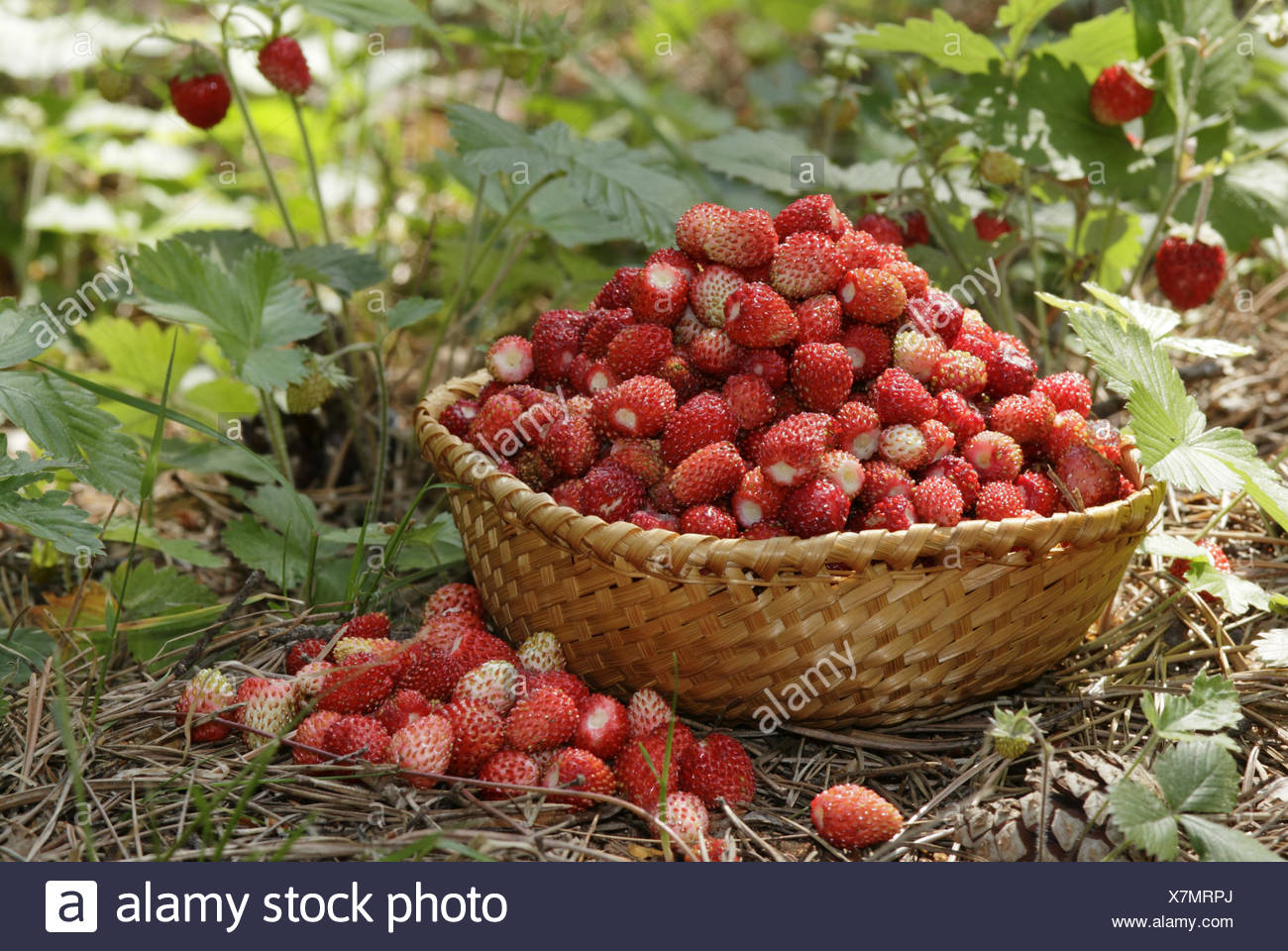 Wild Strawberries High Resolution Stock Photography and Images - Alamy
