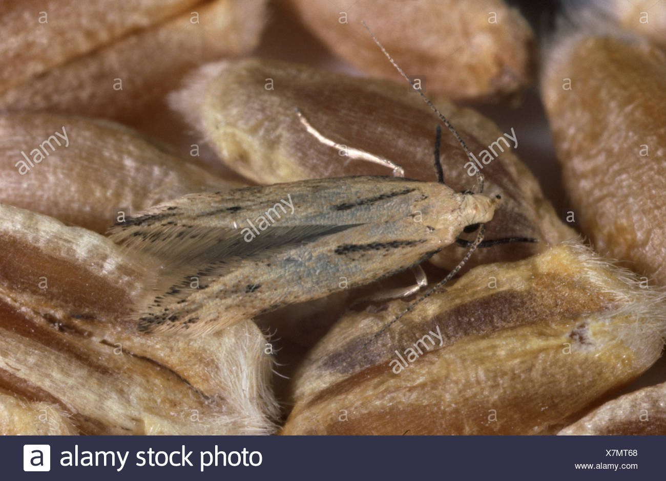 Sitotroga Stock Photos & Sitotroga Stock Images - Alamy