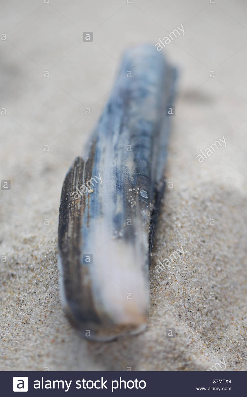 Clam Shell And Sand High Resolution Stock Photography and Images - Alamy