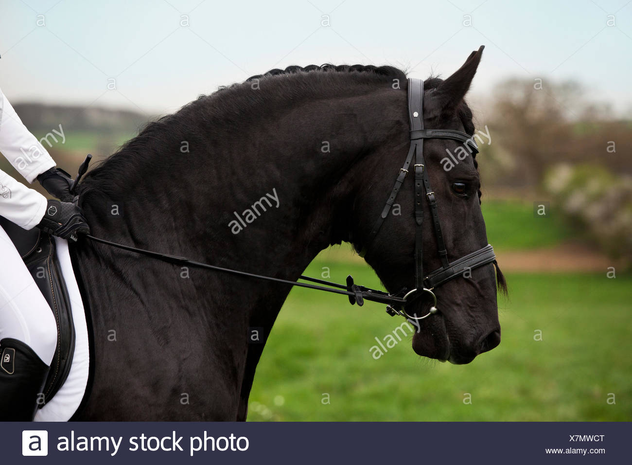 Friesian Horse Head High Resolution Stock Photography and Images - Alamy