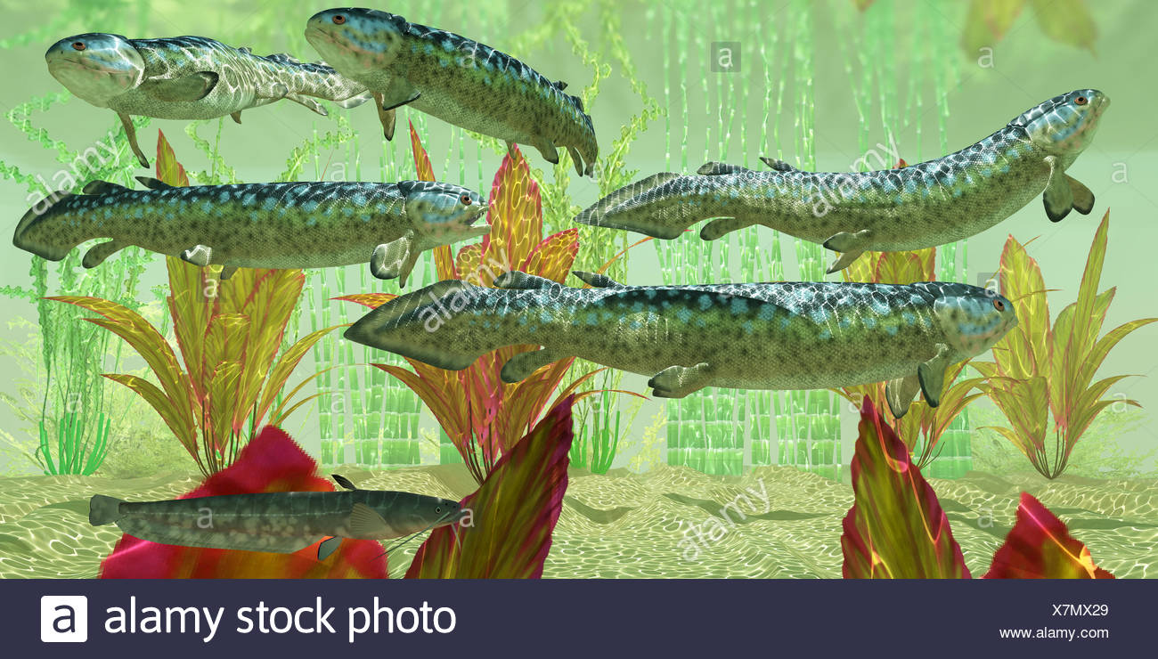Lobe Finned Fish Stock Photos & Lobe Finned Fish Stock Images - Alamy