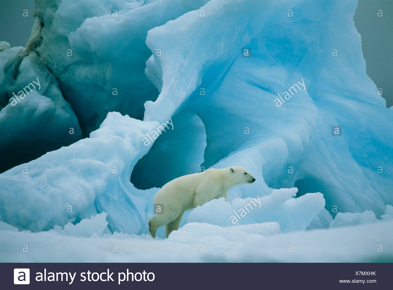 Polar Bear Greenland Stock Photos & Polar Bear Greenland Stock Images ...