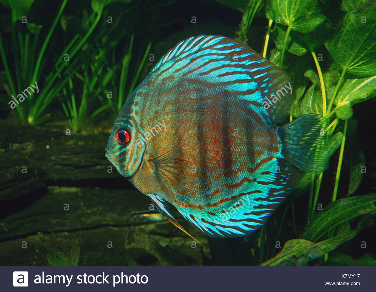 Symphysodon Discus Aequifasciata High Resolution Stock Photography and ...
