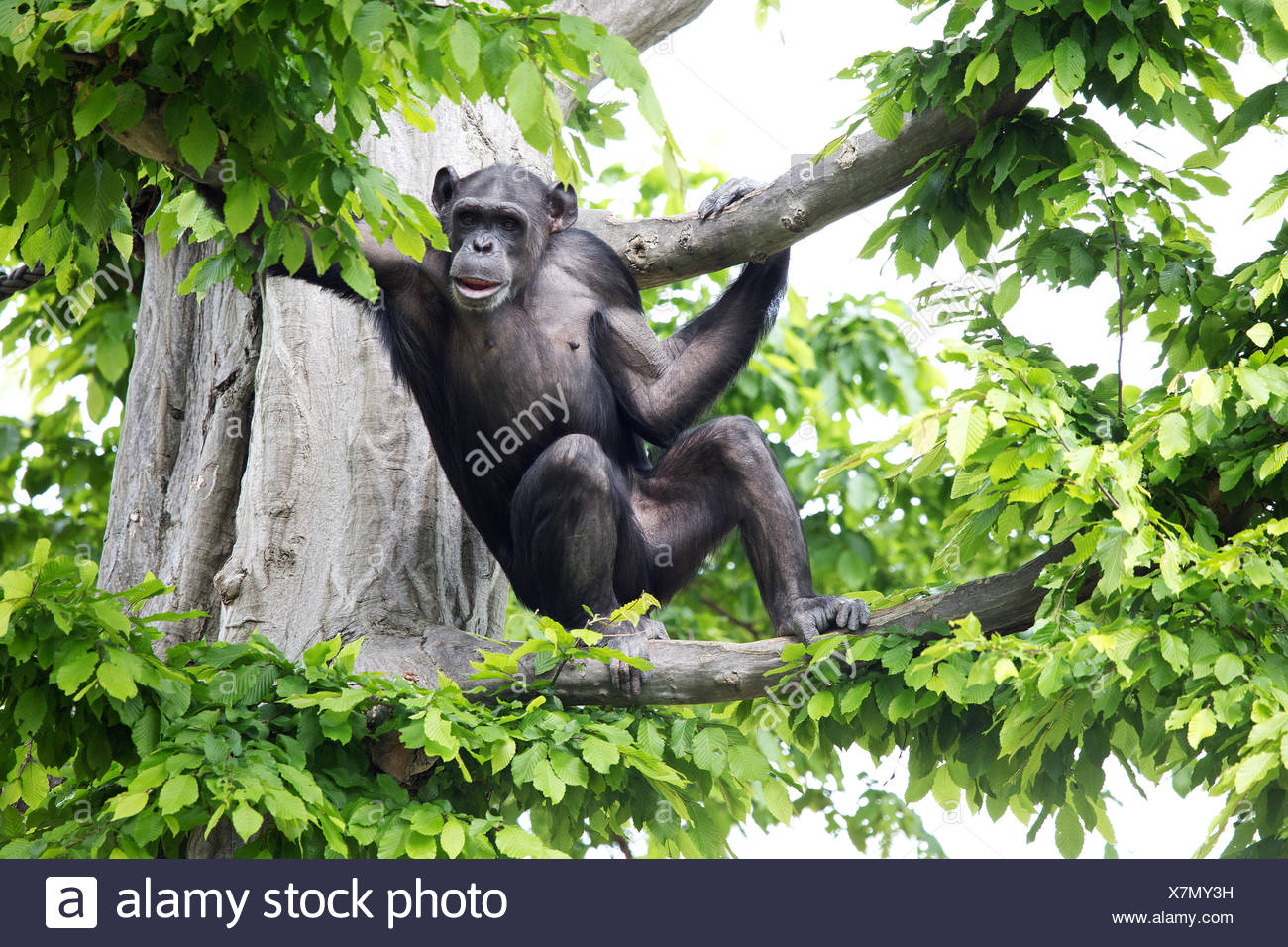 Chimpanzee Tree High Resolution Stock Photography and Images - Alamy