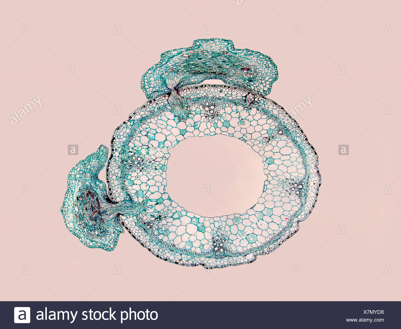 Haustoria Stock Photos & Haustoria Stock Images - Alamy