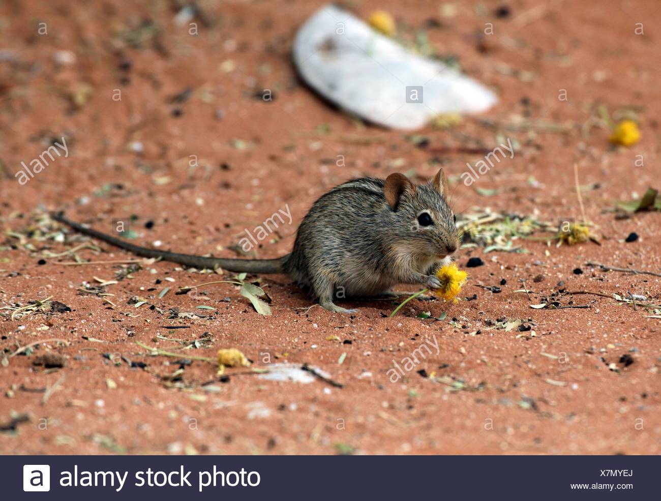 Grasmaus Stock Photos & Grasmaus Stock Images - Alamy