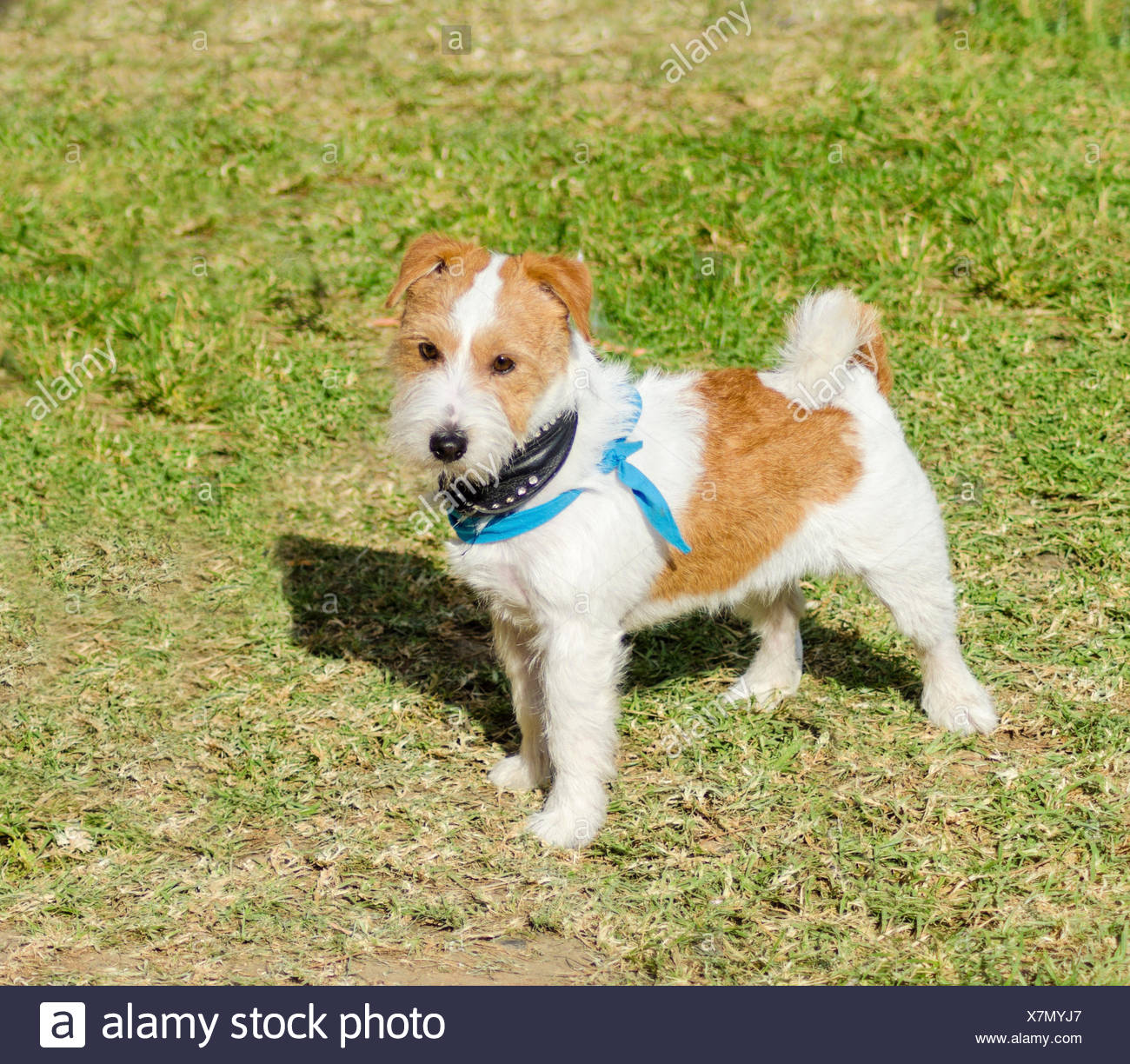Black Tan Jack Russell Terrier High Resolution Stock Photography and ...