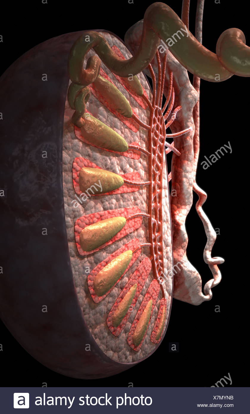 Epididymis Stock Photos & Epididymis Stock Images - Alamy
