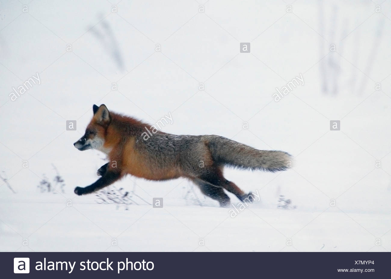 Red Fox Running In Snow High Resolution Stock Photography and Images ...