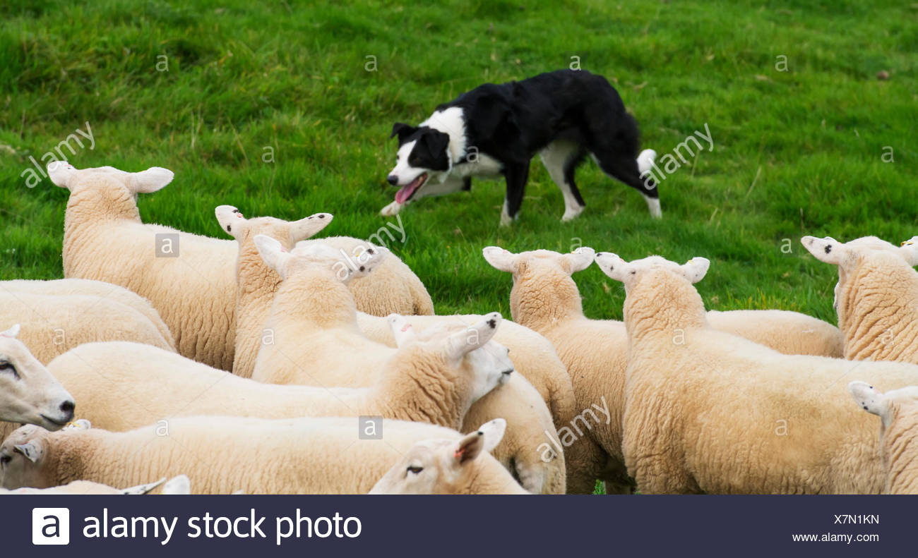 Border Collie Sheep Herding Stock Photos & Border Collie Sheep Herding Stock Images - Alamy