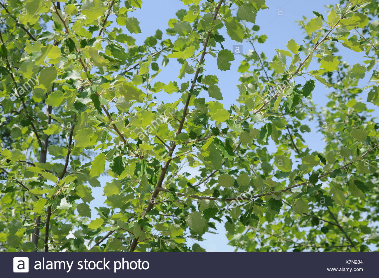 Silver Poplar Stock Photos & Silver Poplar Stock Images - Alamy