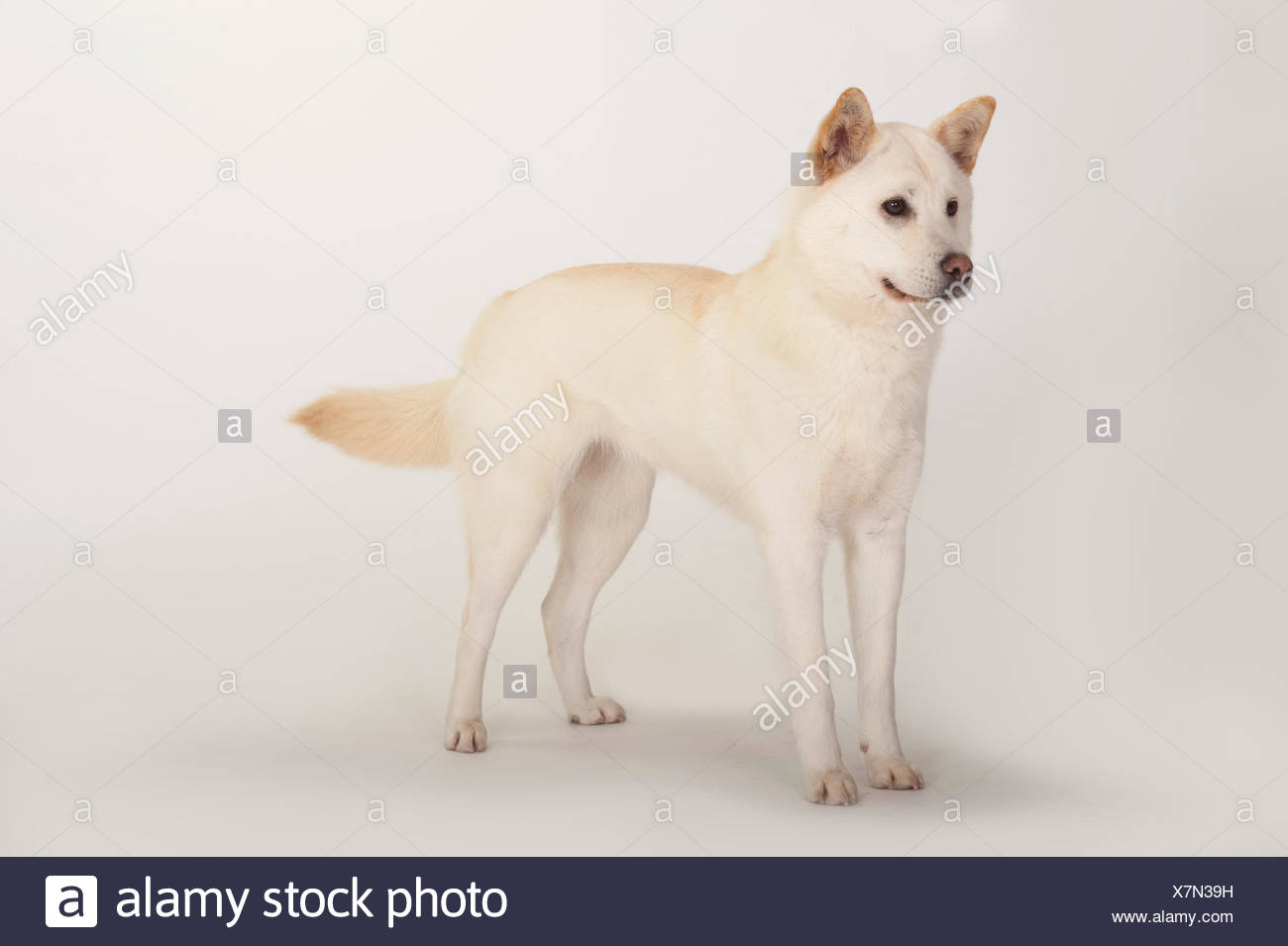 Korean Jindo High Resolution Stock Photography and Images - Alamy