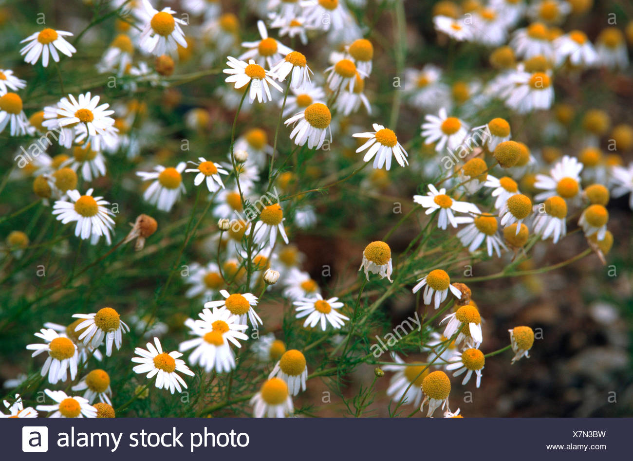 Tripleurospermum Inodorum Flowers High Resolution Stock Photography and ...