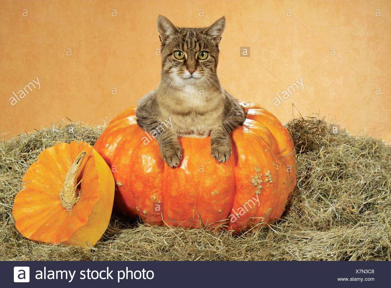 Tabby Hay High Resolution Stock Photography and Images - Alamy