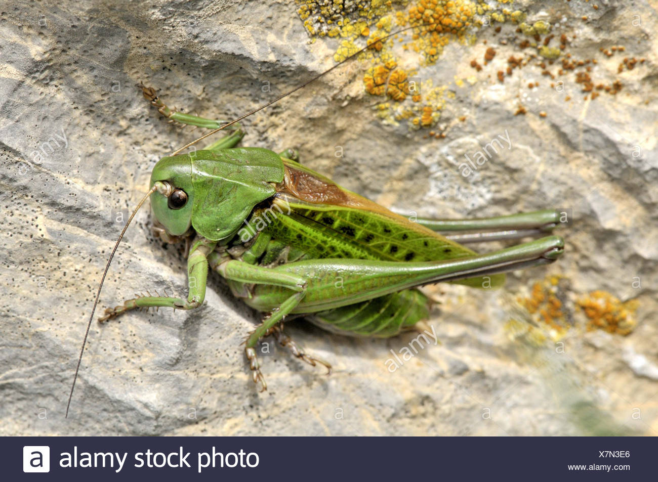 Speckled Grasshopper High Resolution Stock Photography and Images - Alamy