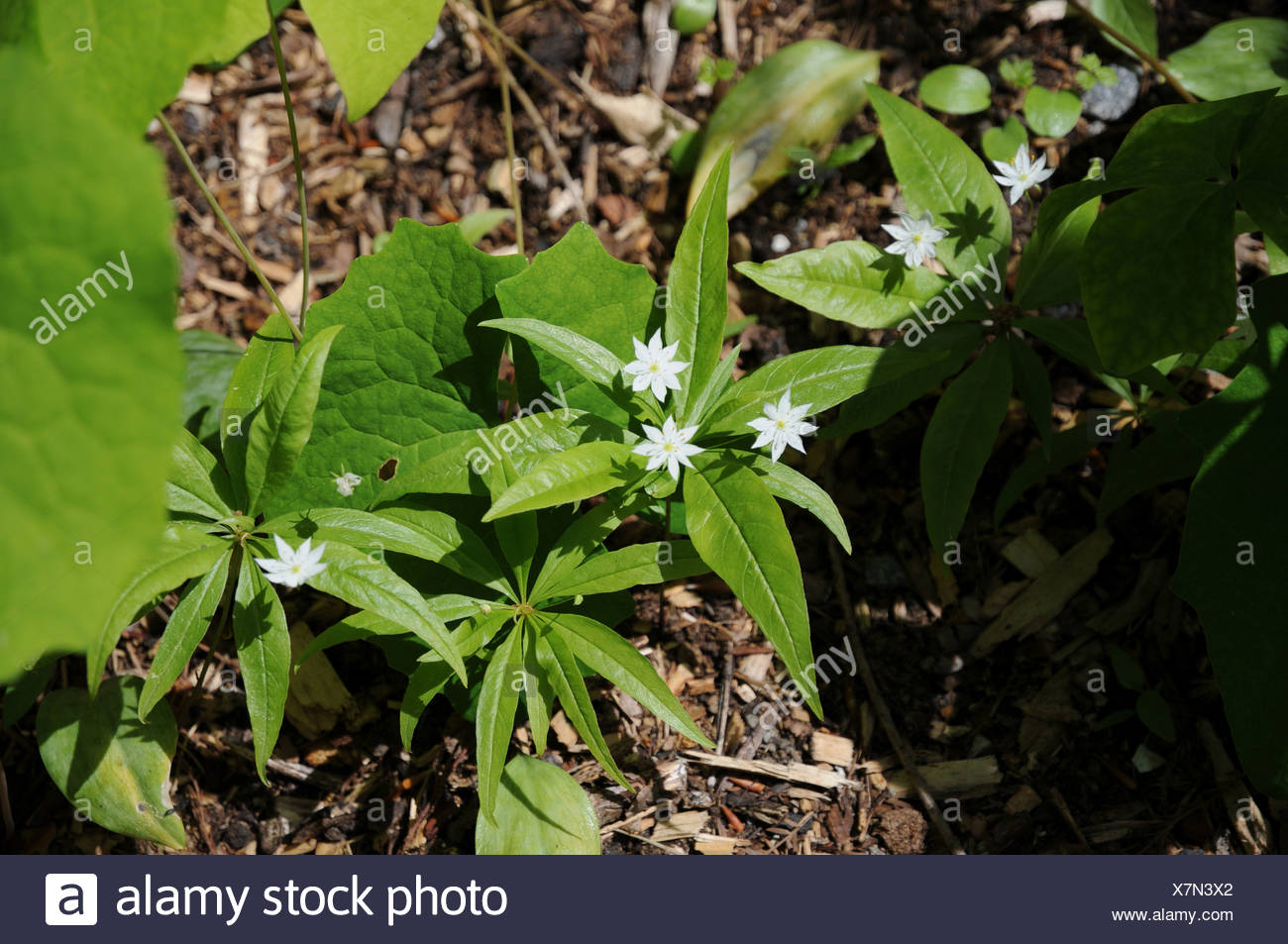 Starflowers High Resolution Stock Photography and Images - Alamy