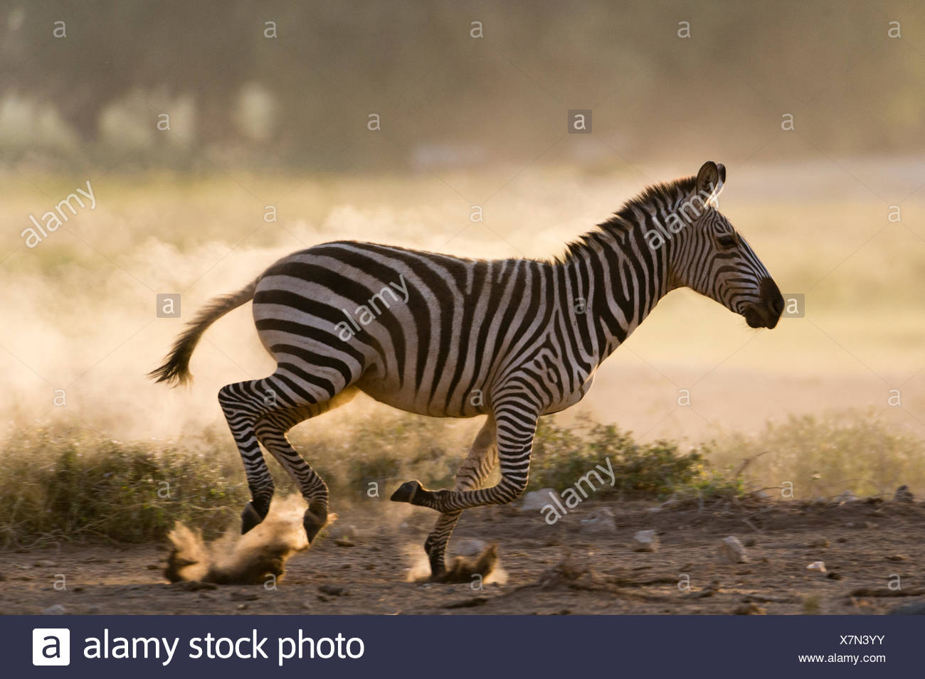 Lion Running Zebra Stock Photos & Lion Running Zebra Stock Images - Alamy