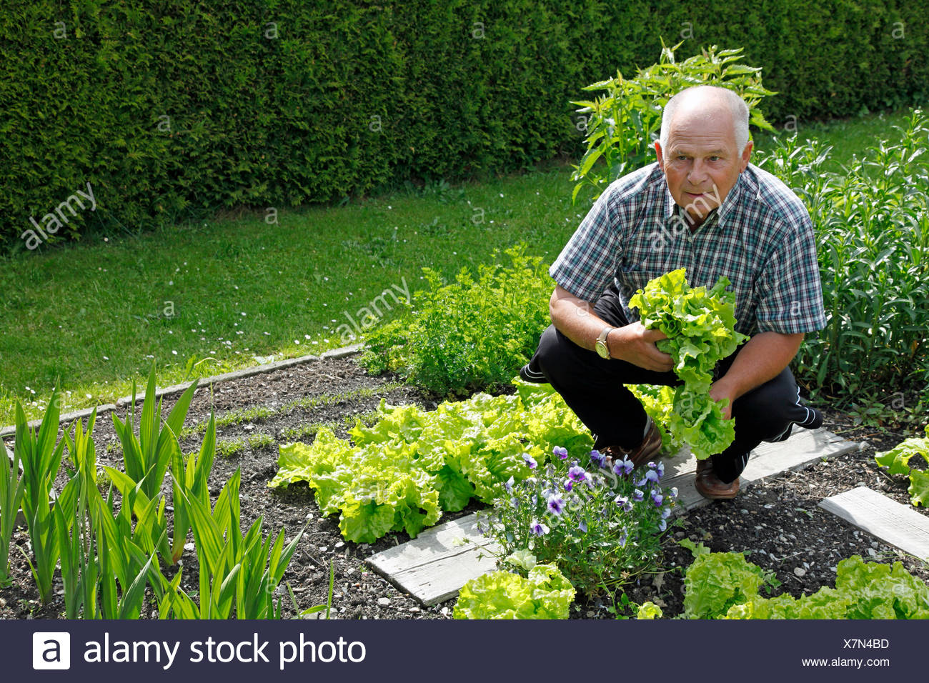 Elderly Man Garden Sit High Resolution Stock Photography and Images - Alamy