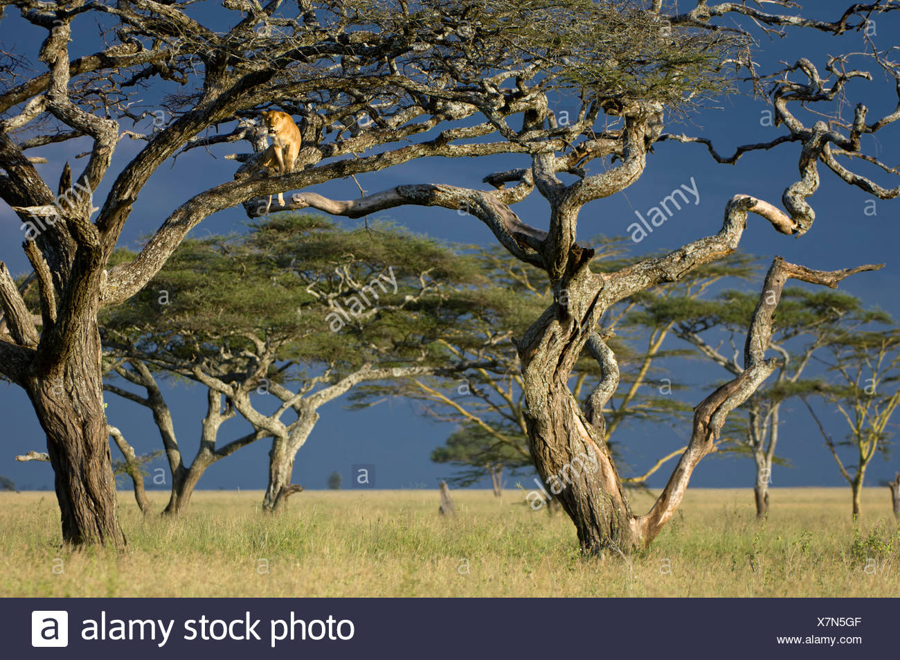 African Tree African Trees High Resolution Stock Photography and Images ...