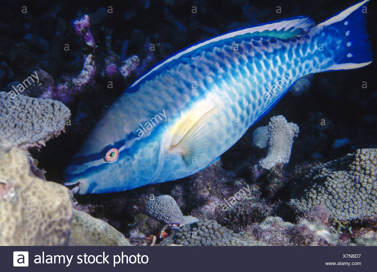 Princess Parrotfish High Resolution Stock Photography and Images - Alamy
