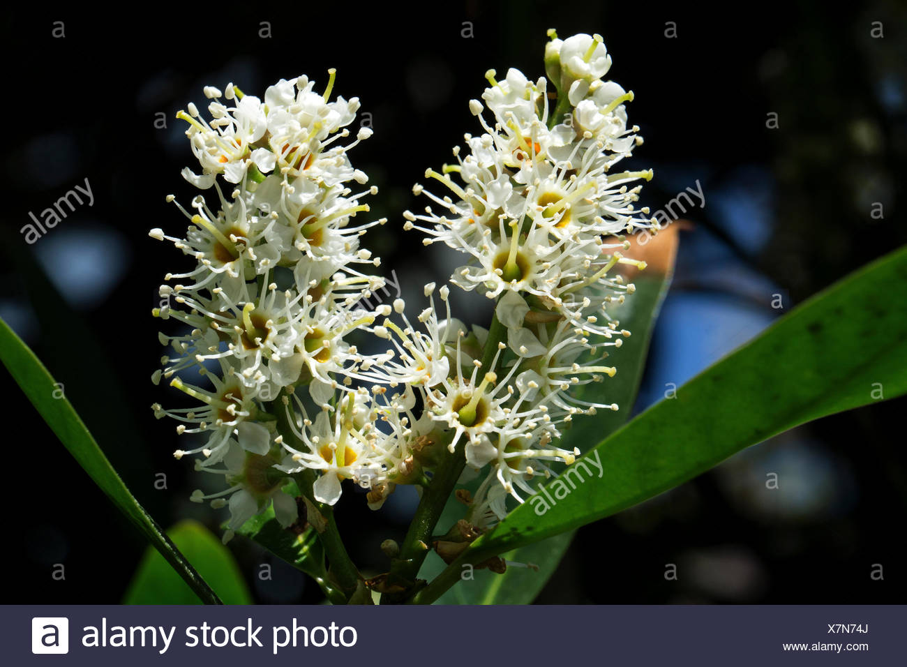 Cherry Laurel Stock Photos & Cherry Laurel Stock Images - Alamy