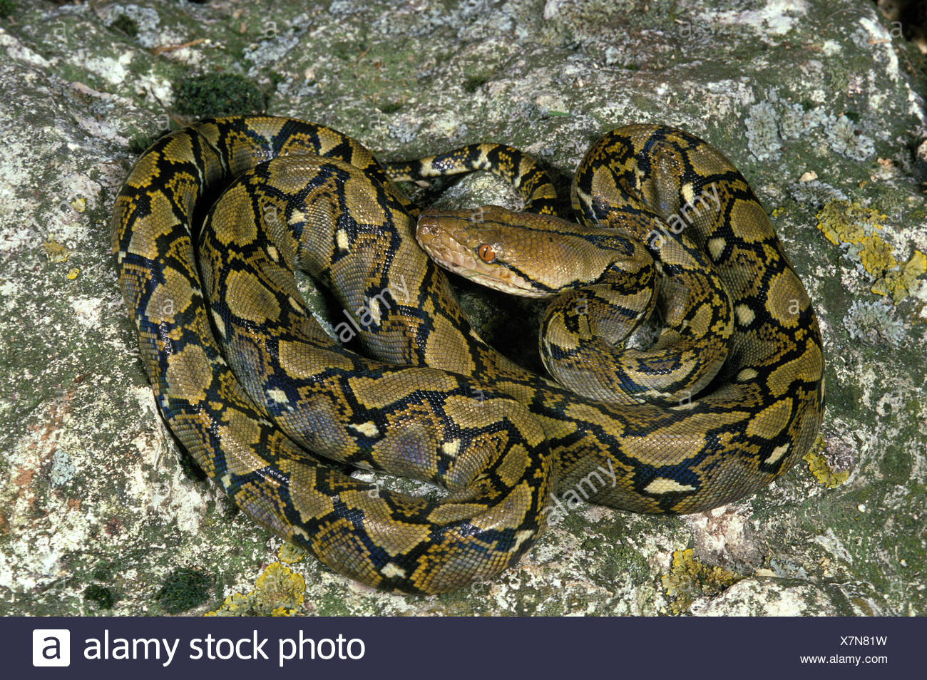 Python Python Reticulatus High Resolution Stock Photography and Images ...