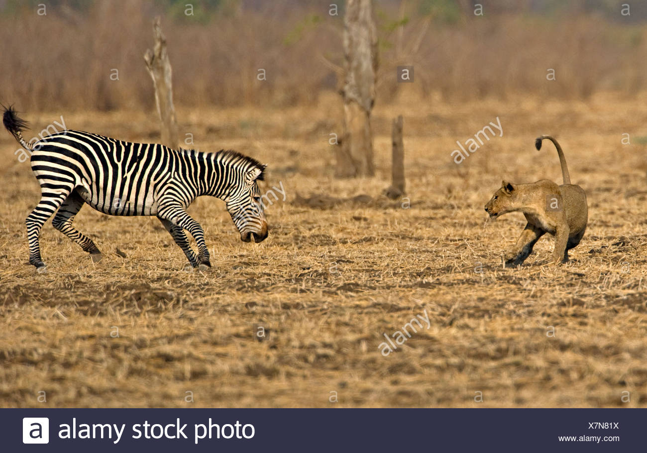 African Lion Hunting Zebra