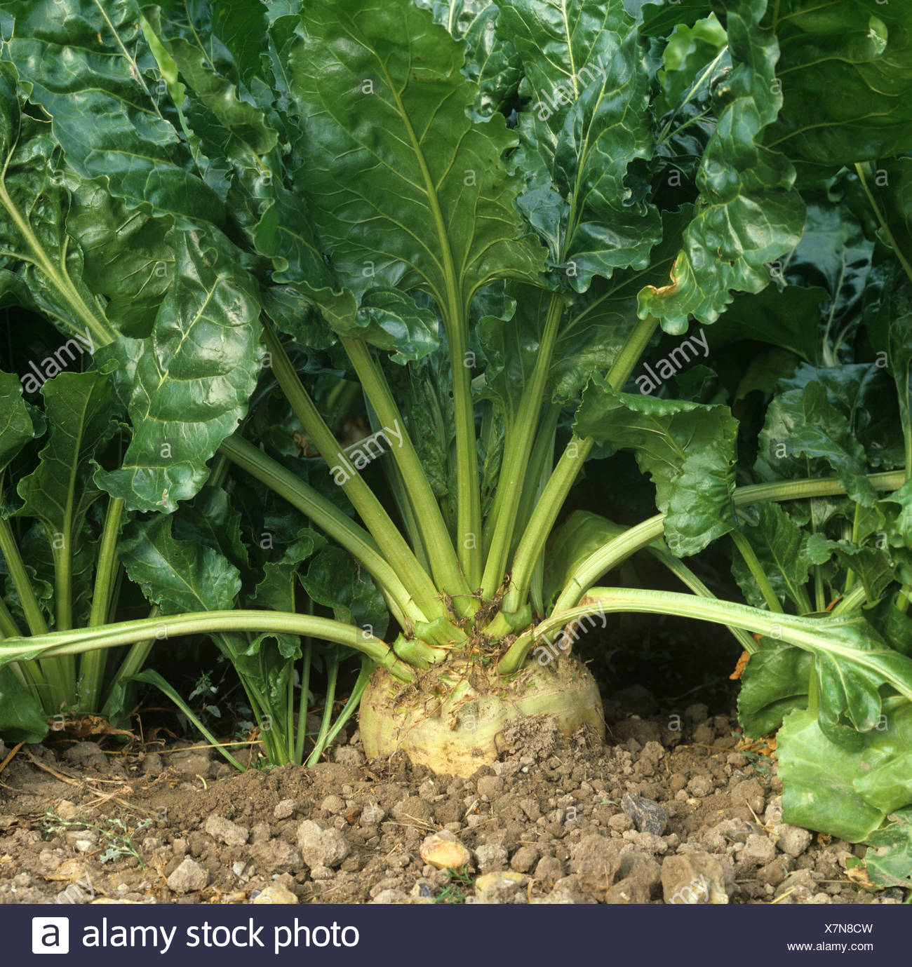 Sugar Beet Plant Stock Photos & Sugar Beet Plant Stock Images - Alamy