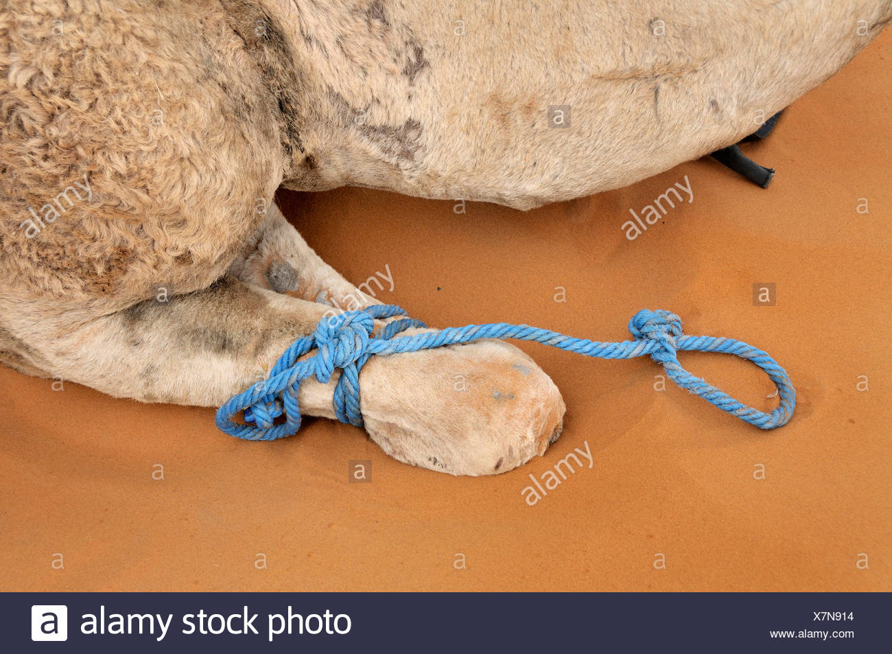 Camel Leg Legs High Resolution Stock Photography and Images - Alamy