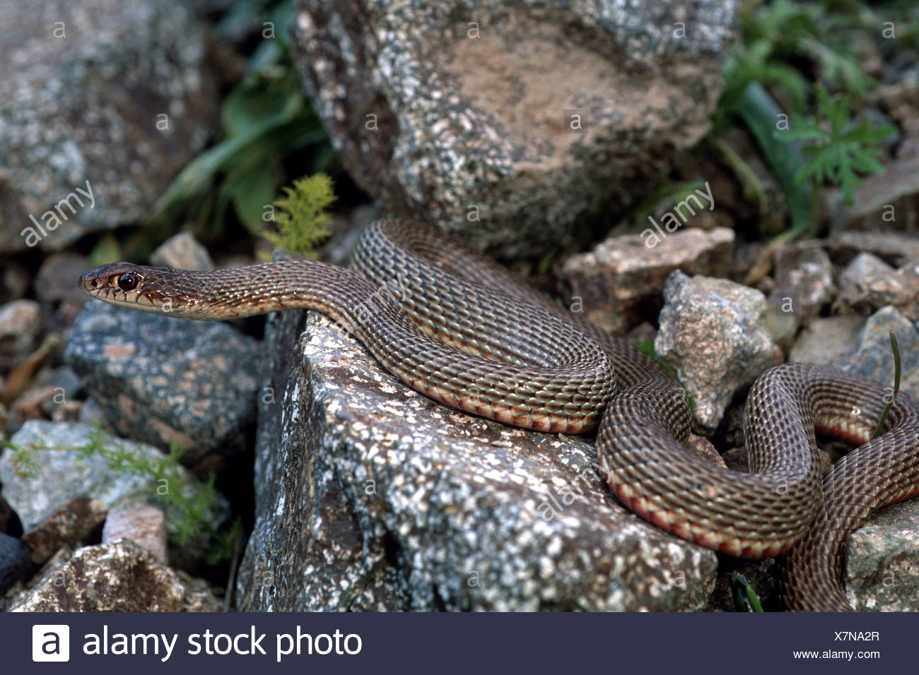 Schmidts High Resolution Stock Photography and Images - Alamy