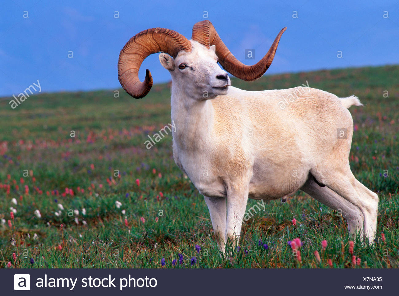 Dall Sheep Ram High Resolution Stock Photography and Images - Alamy