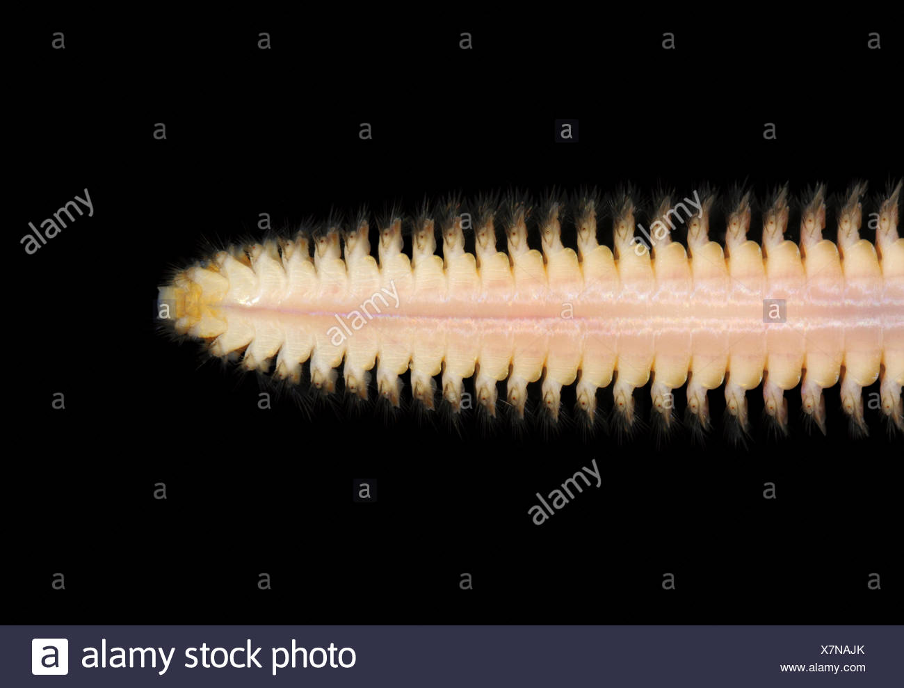 Caeca High Resolution Stock Photography and Images - Alamy