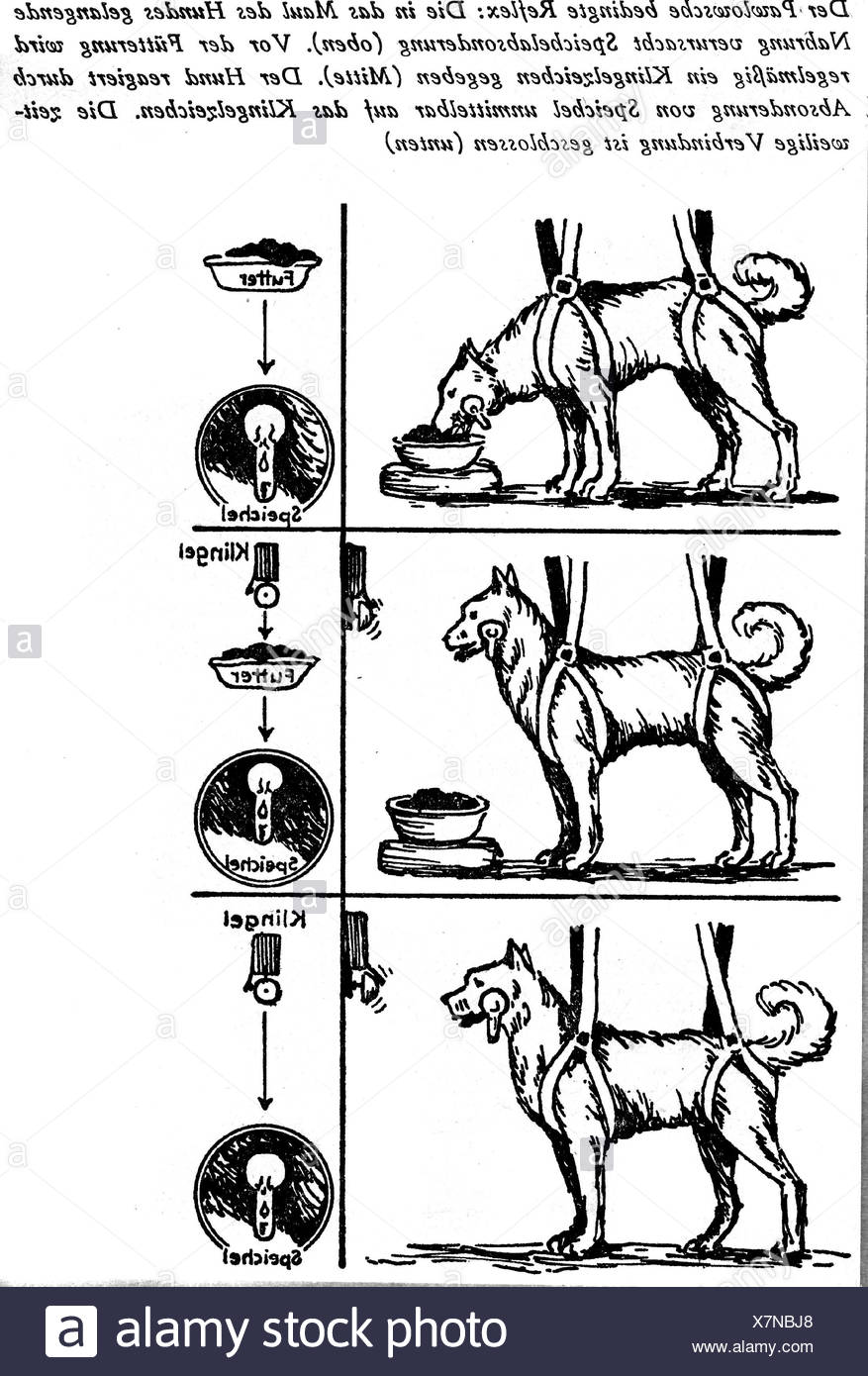 Pavlov Dog Stock Photos & Pavlov Dog Stock Images - Alamy