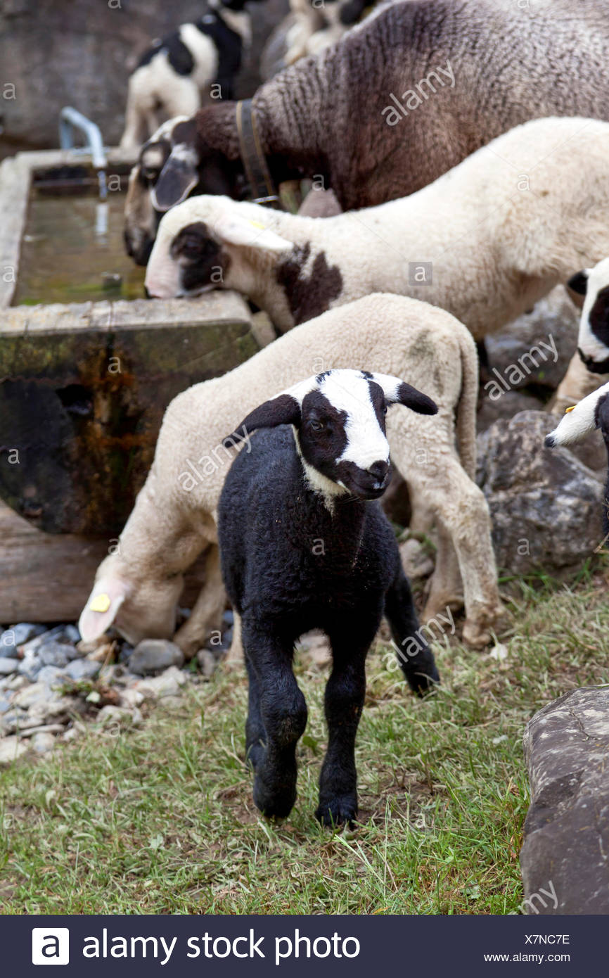 Sheep Drinking Water High Resolution Stock Photography and Images - Alamy