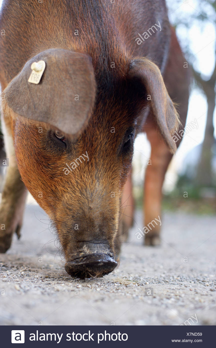 Truffle Pig High Resolution Stock Photography and Images - Alamy