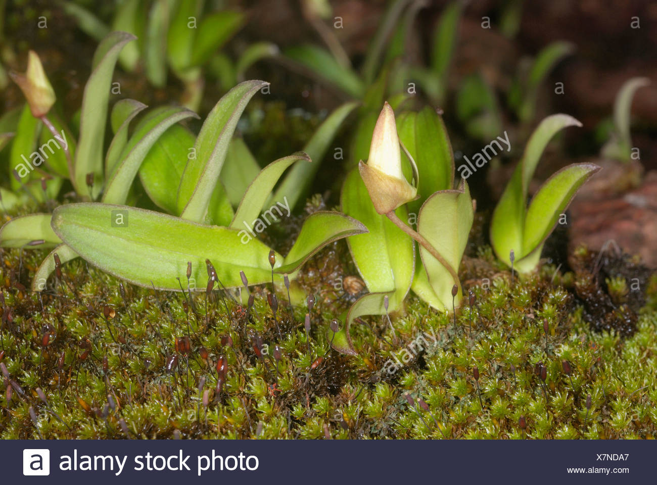 Lithophytic High Resolution Stock Photography and Images - Alamy
