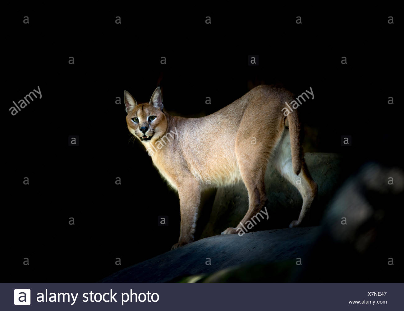 Caracal Standing High Resolution Stock Photography and Images - Alamy