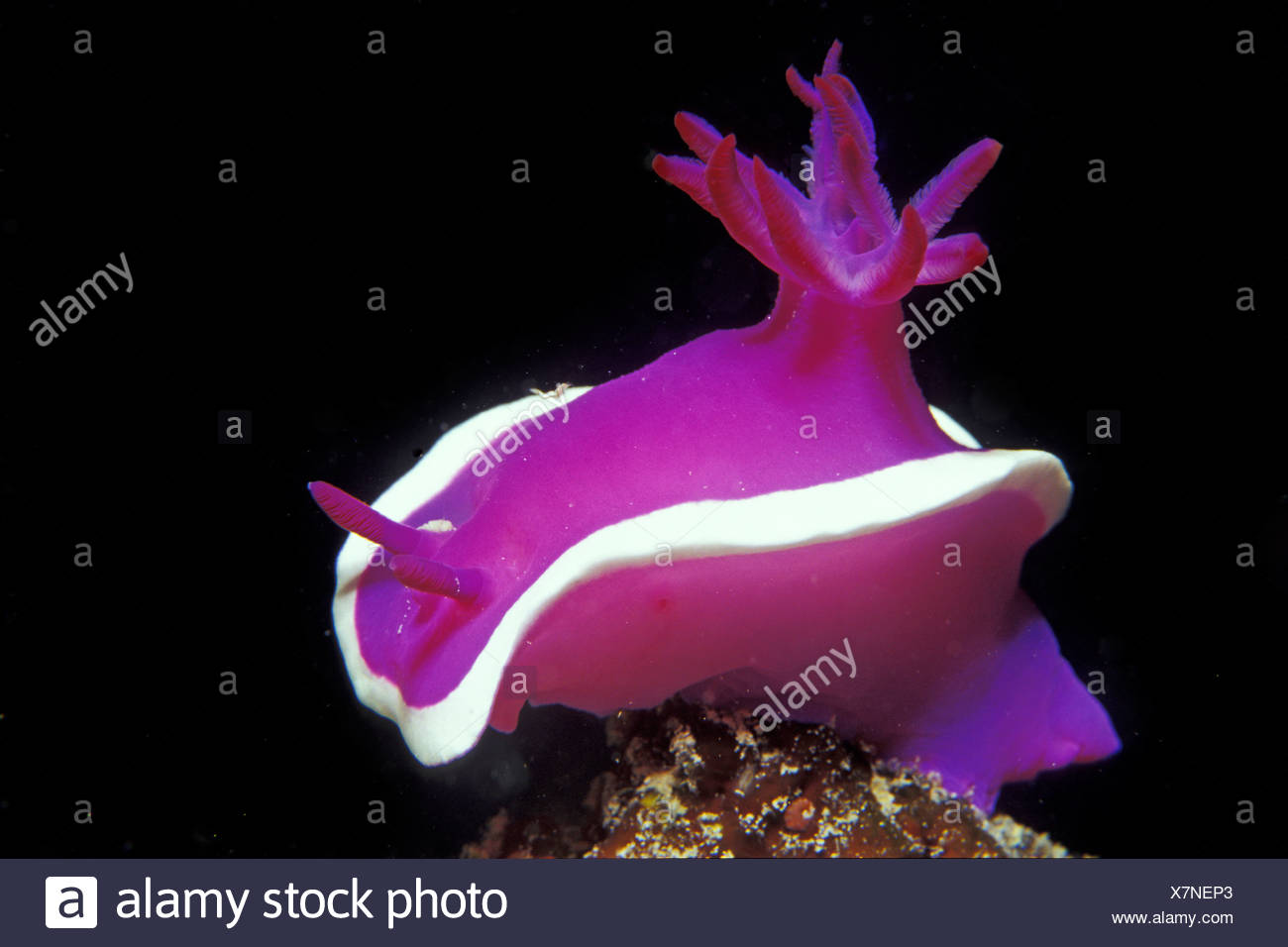 Pink Sea Slug High Resolution Stock Photography and Images - Alamy