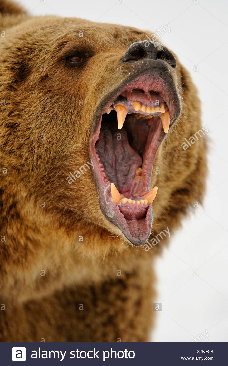 Grizzly Bear Ursus Captive Snarling High Resolution Stock Photography ...