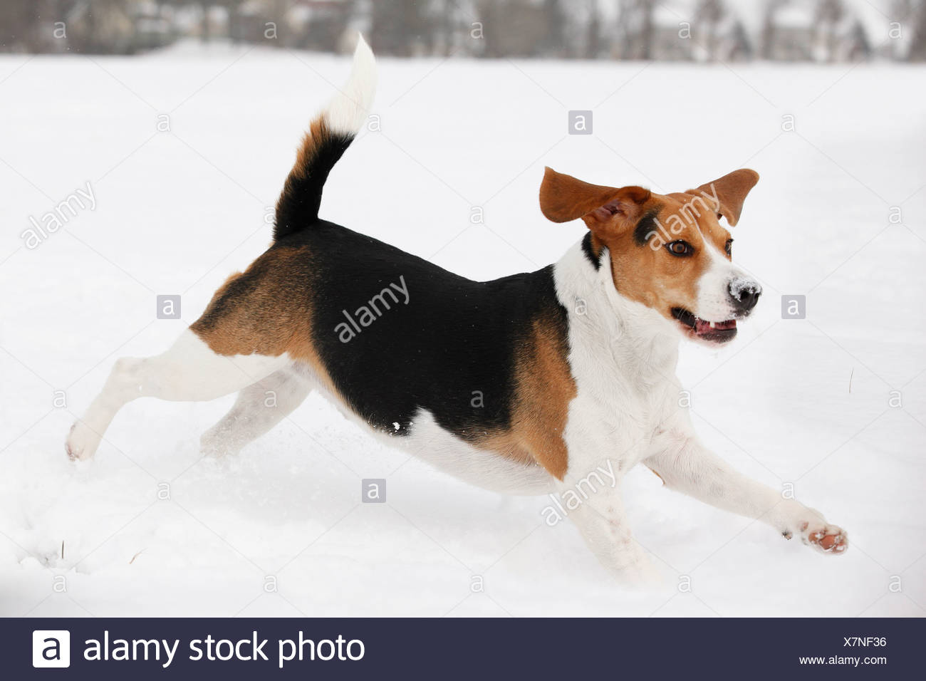 Beagles Stock Photos & Beagles Stock Images - Alamy
