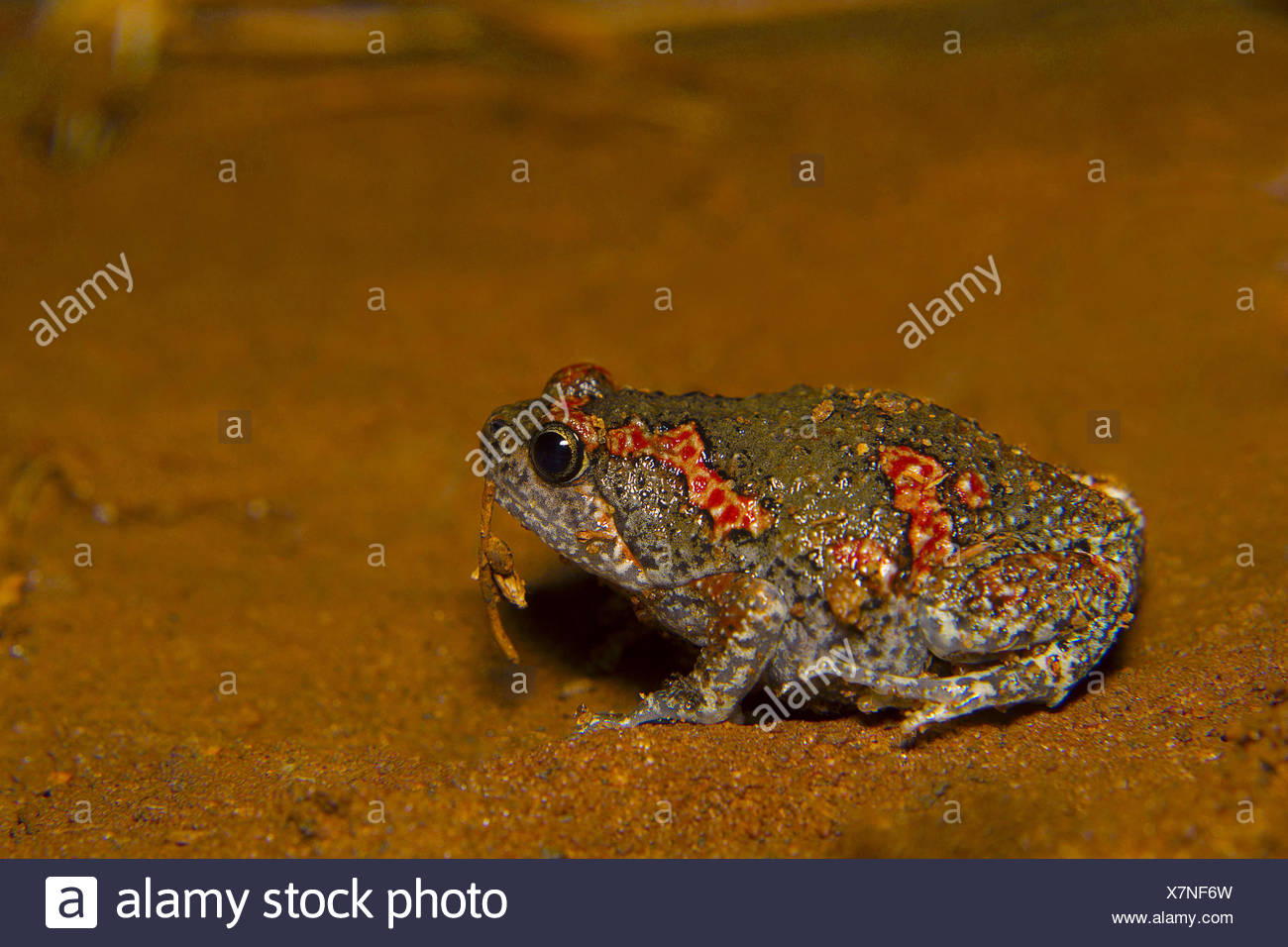 Asian Painted Bullfrog High Resolution Stock Photography and Images - Alamy