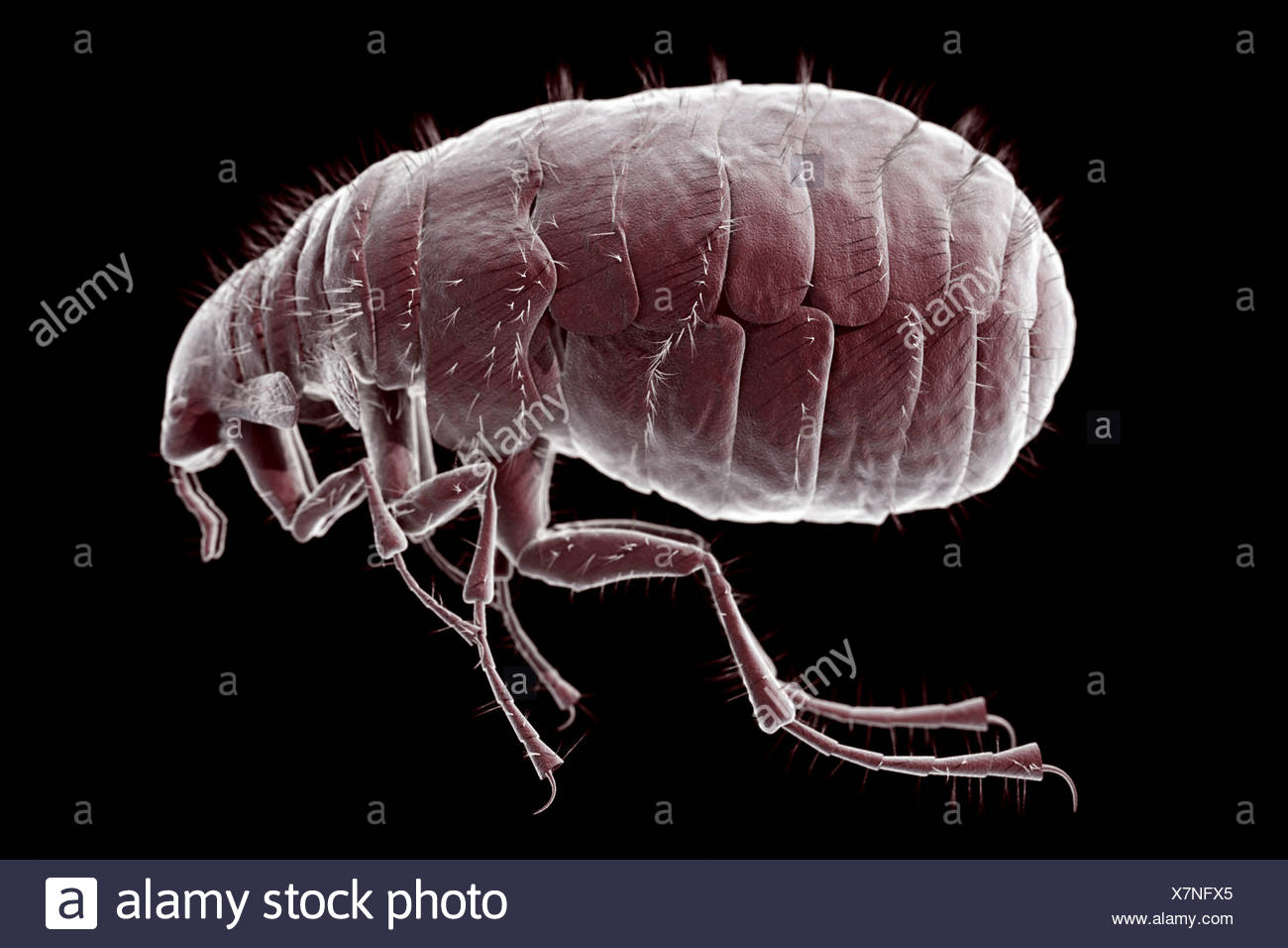 Pulex Irritans Stock Photos & Pulex Irritans Stock Images - Alamy