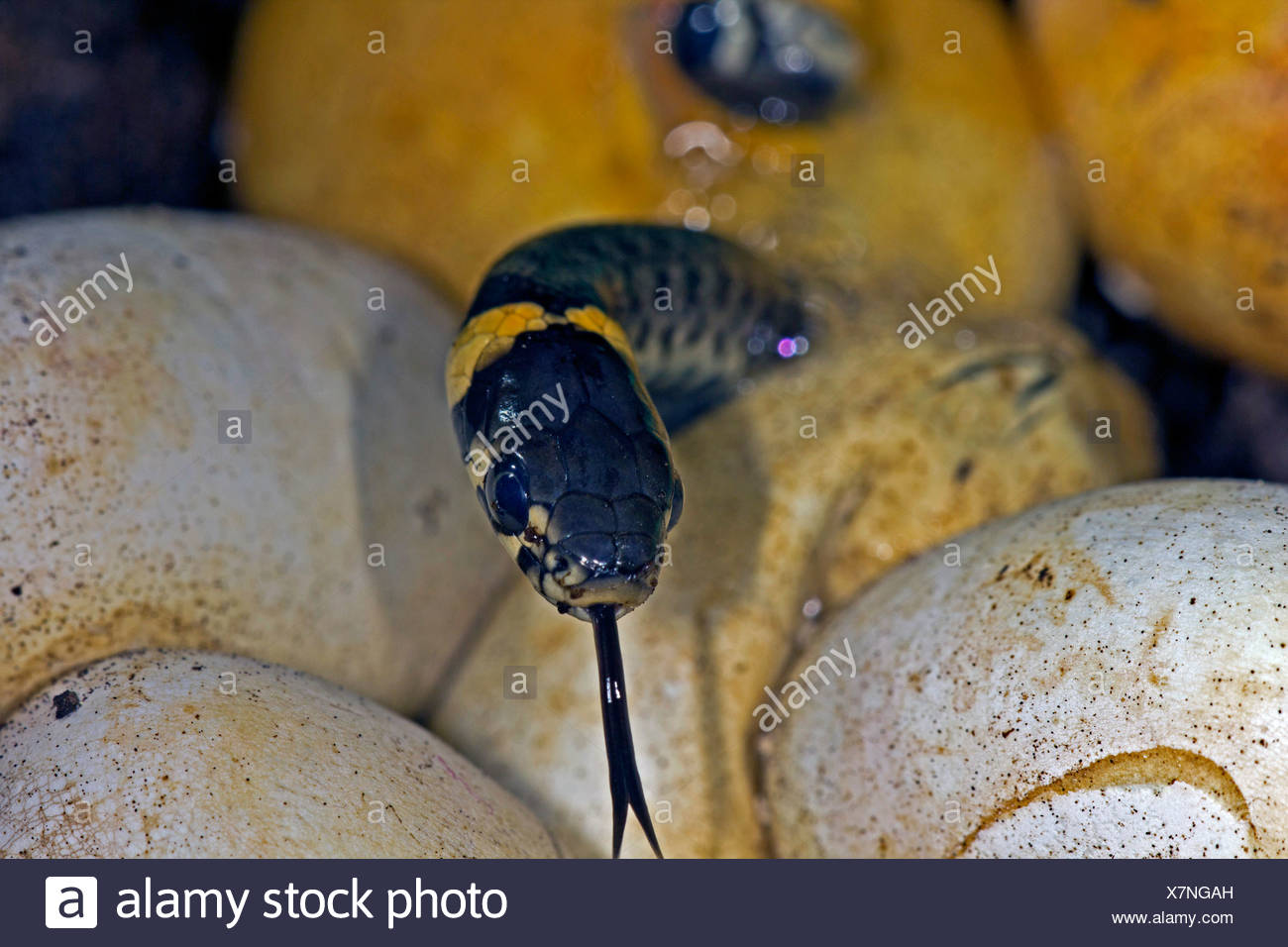 Grass Snake Eggs Stock Photos & Grass Snake Eggs Stock Images - Alamy
