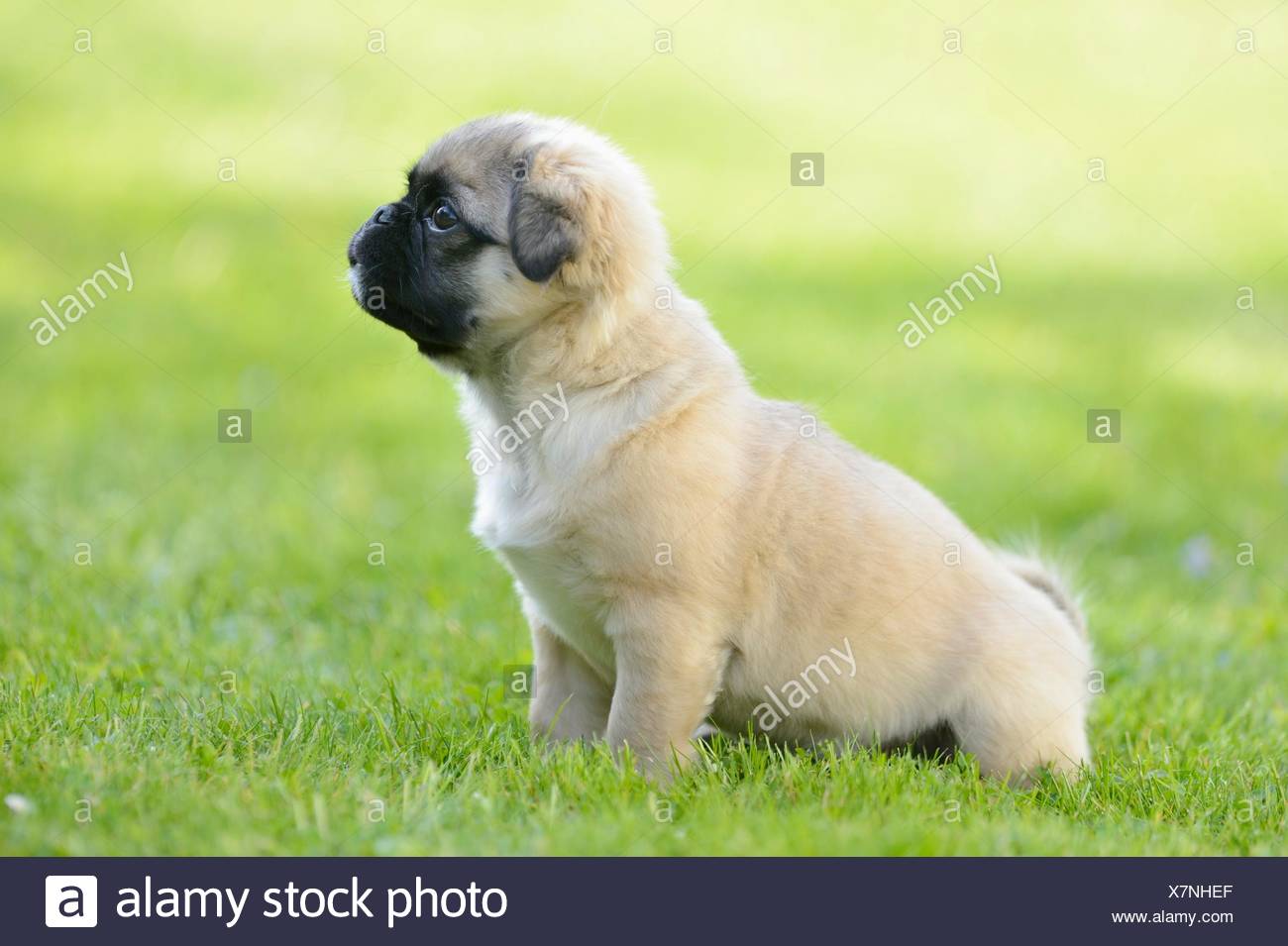 Chug Chug High Resolution Stock Photography and Images - Alamy